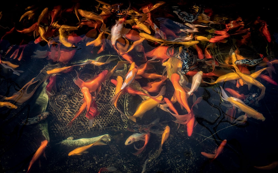 L’aventure du vivant - Syndicalisme Hebdo | CFDT